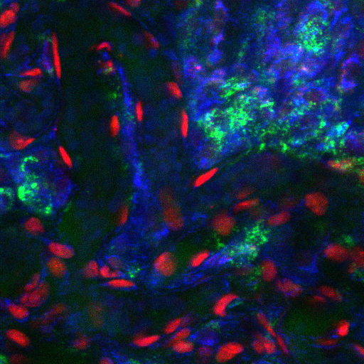 Microscopy at UW-Madison. We use. We know. We innovate. - WARF