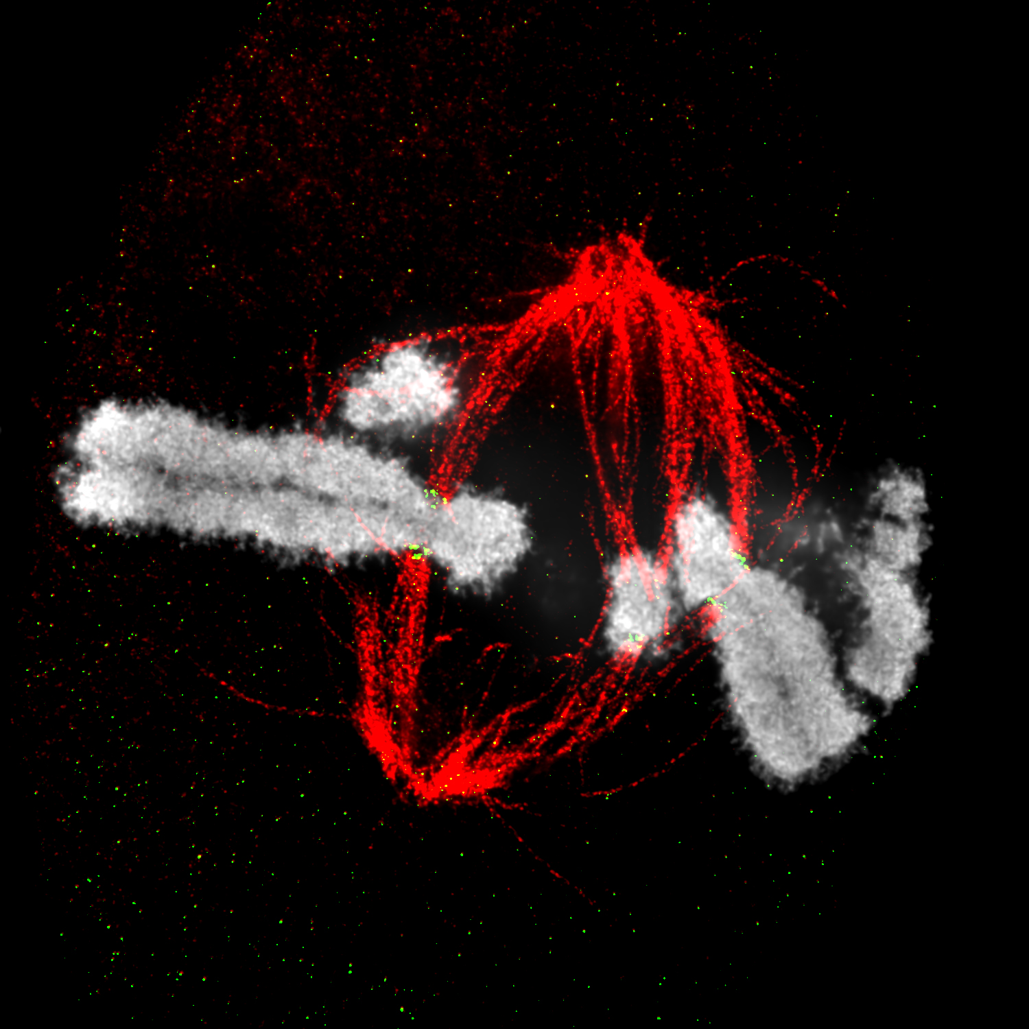 Microscopy at UW-Madison. We use. We know. We innovate. - WARF