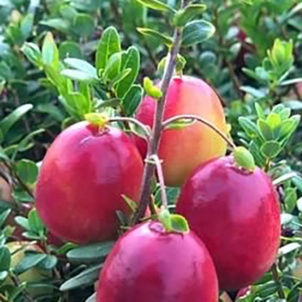 WARF-patented cranberry varieties from UW-Madison - WARF