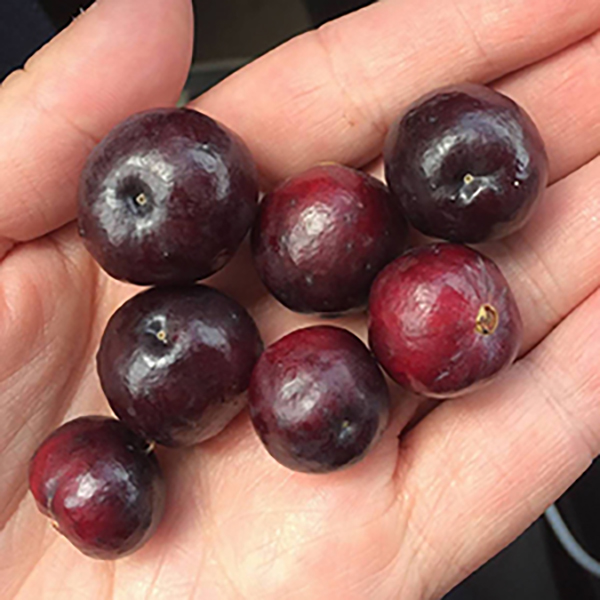 Ruby Star cranberries - WARF